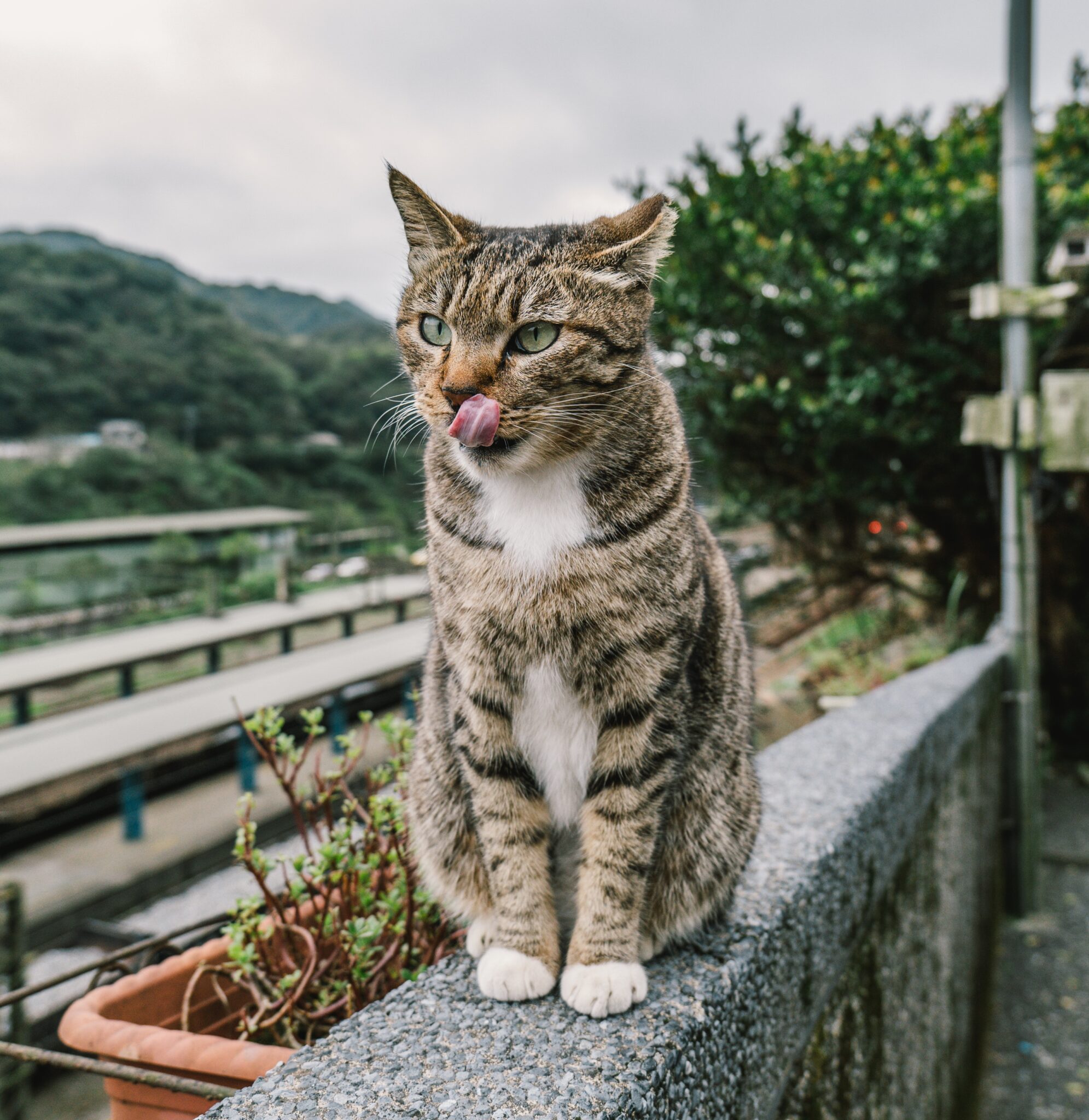 รีวิวไต้หวัน : Houtong Cat Village หมู่บ้านแมวกลางหุบเขา - VietjetAir.Com